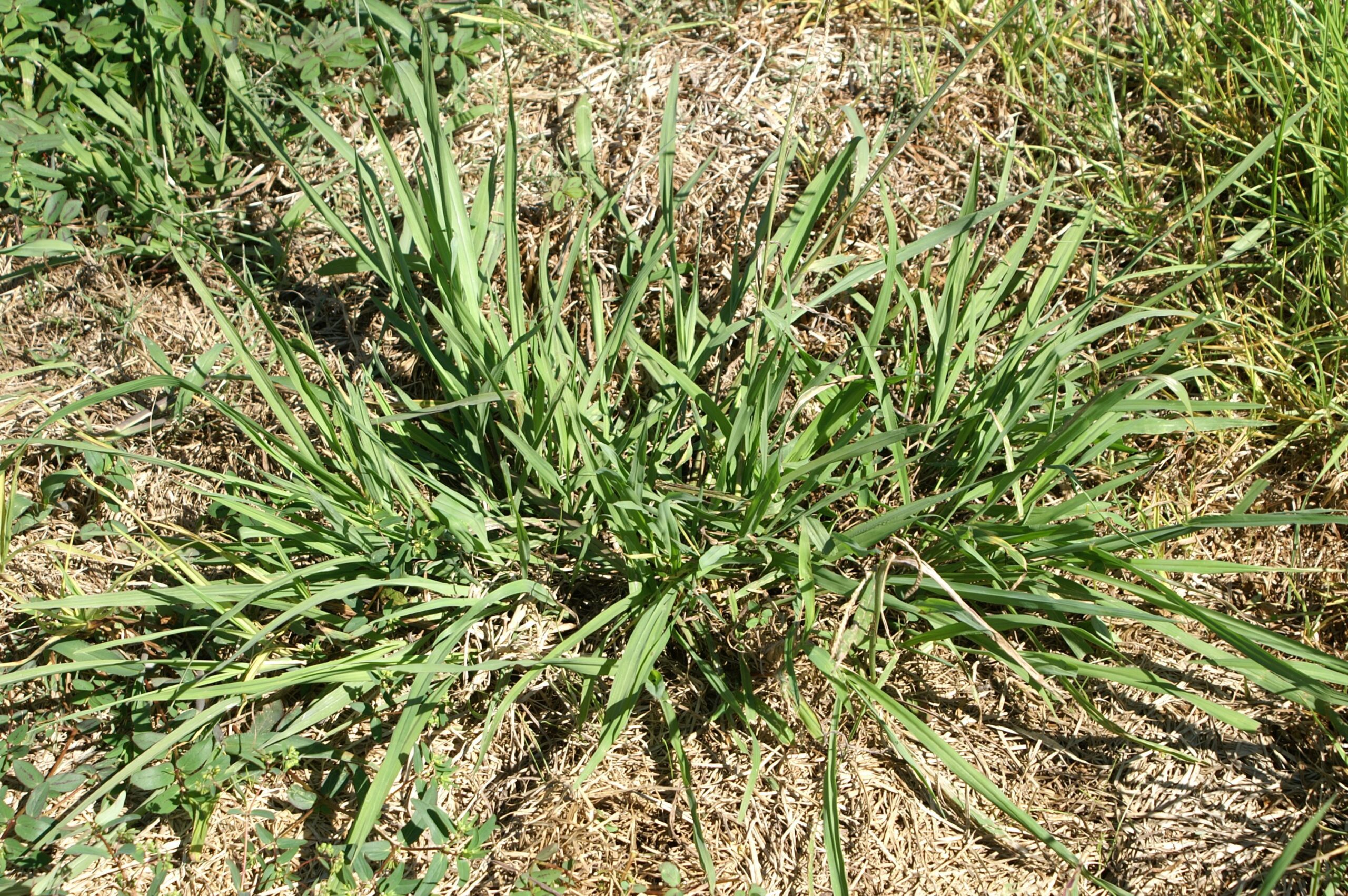 Battling Dallis Grass The Challenge Of Eliminating A Stubborn Weed In Battling Dallis Grass The Challenge Of Eliminating A Stubborn Weed In